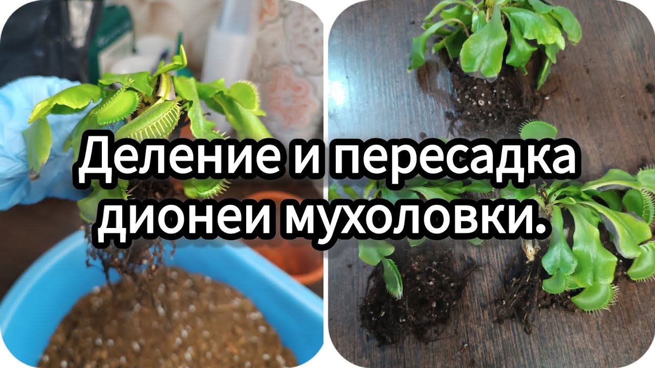 Деление и пересадка дионеи венериной мухоловки. #мухоловка