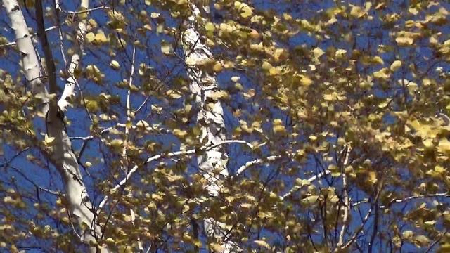 0:02 / 5:31


П. Чайковский - Времена года. Октябрь "Осенняя песнь".исп. М. Плетнев. КИРЕЕВСК-СФ