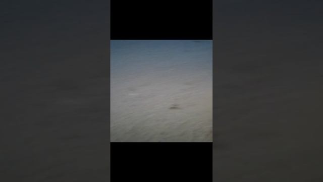 Типичный ёж