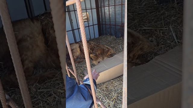 лев Бонифаций-дырокол! Из Саратова в Волгоград, отходит от седации