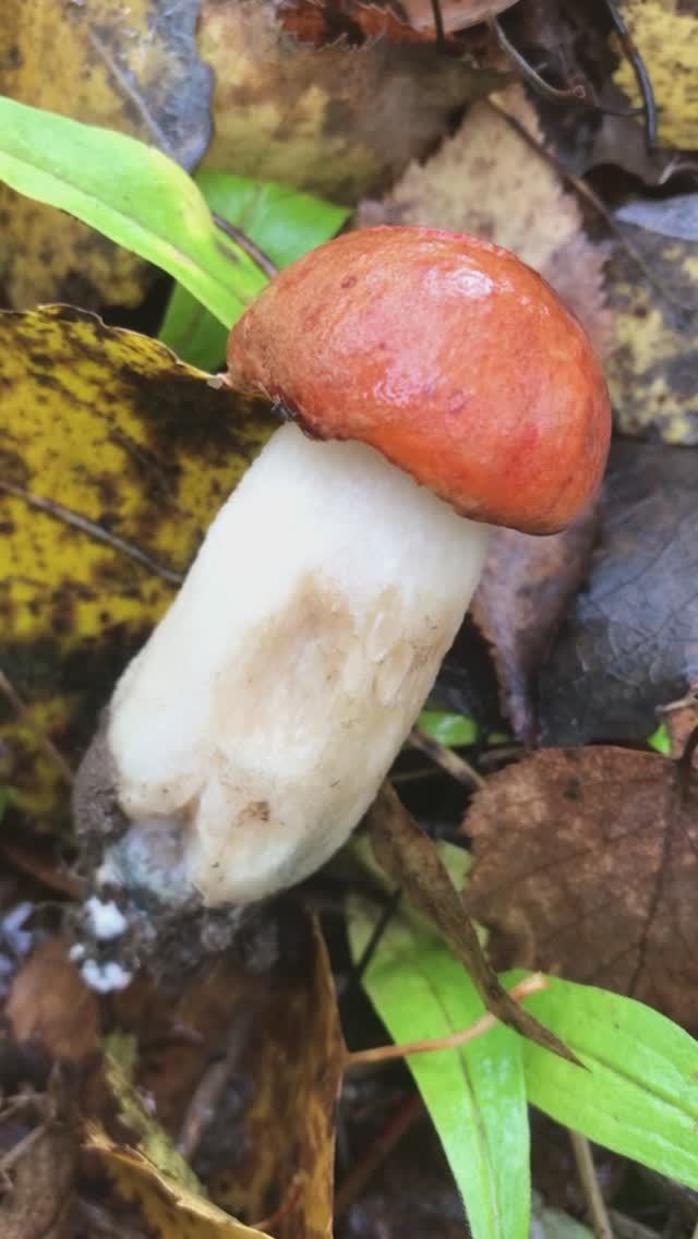 Подосиновик малыш