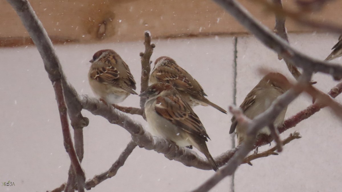 Полевые воробьи на качелях из веток и на кормушке в снегопад