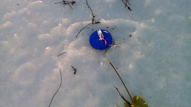 Рыбалка на жерлици. Лёд кончается, но щука активна.