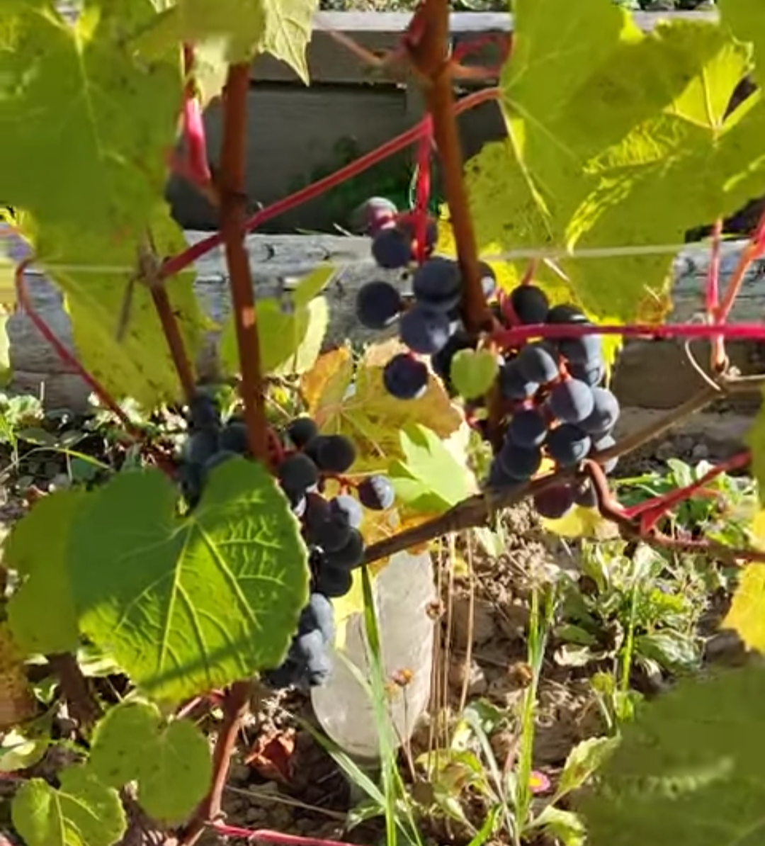 Виноград в Ленинградской области. Наш первый урожай.