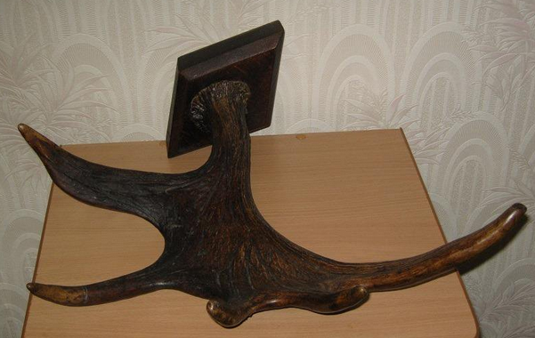 Рог лося / вешалка / с площадкой - 9 000 ₽