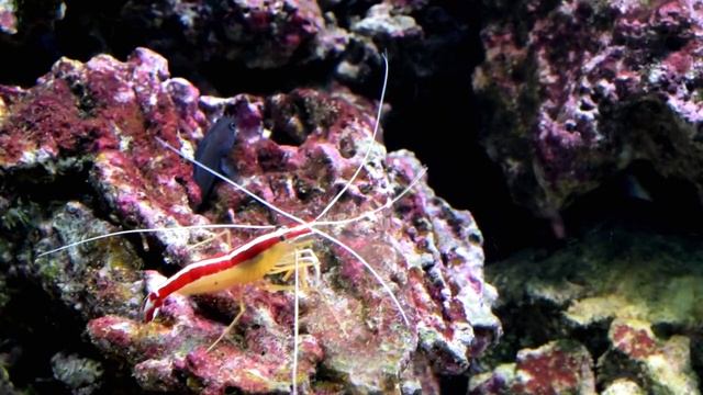 Меркурий в Раке