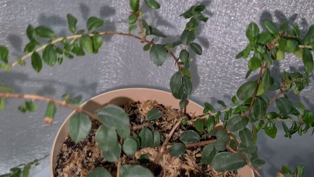 Лума 7 (обрезка)