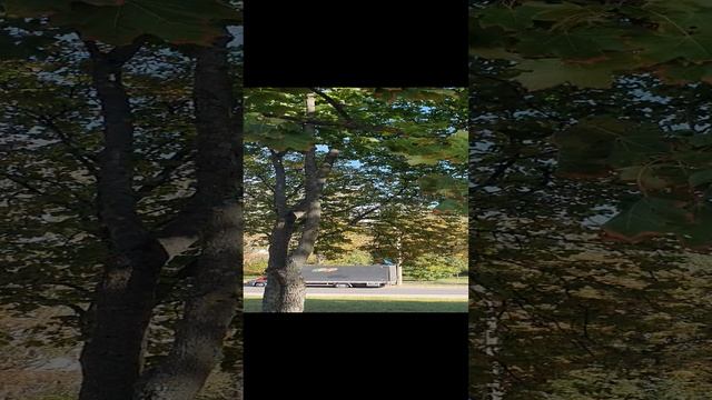 Забавный галчонок #shorts