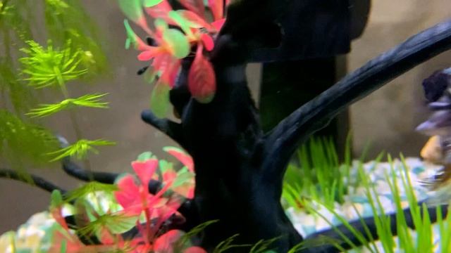 Пара аквариумных бойцовых рыбок