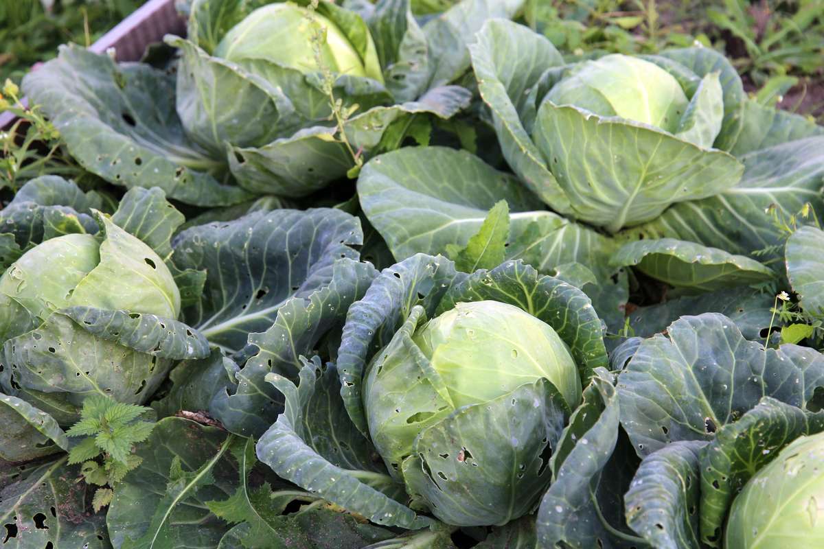 Йод - Супер средство для капусты!