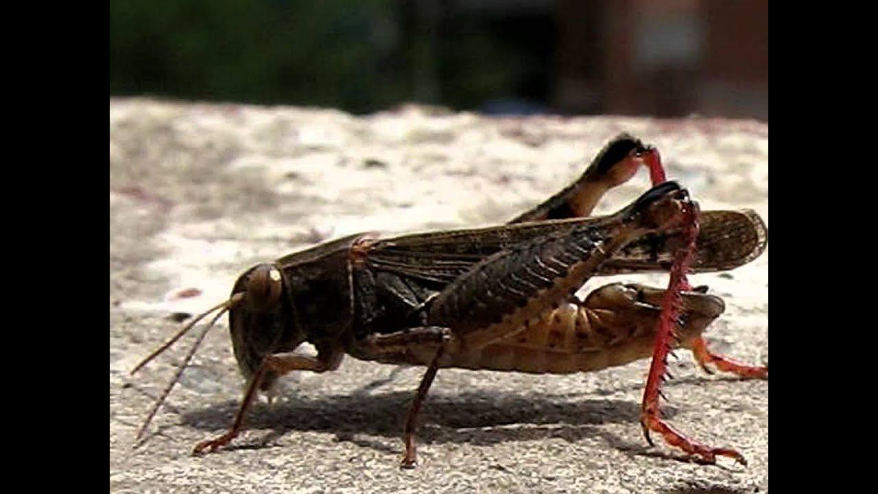 grasshopper_crop