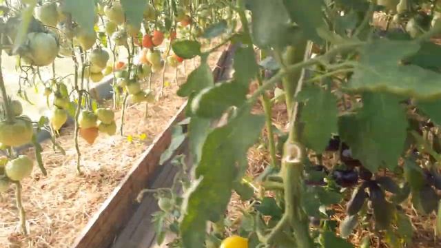 Томаты в теплице. 10.07.21.mp4