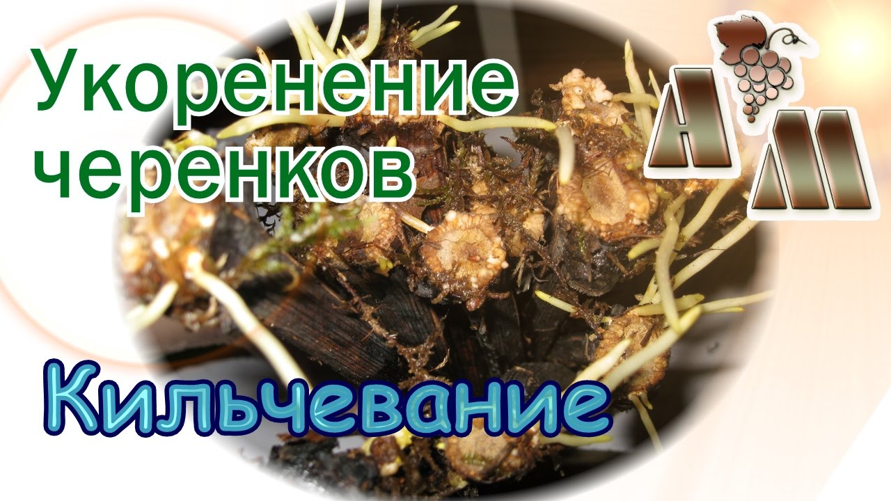 ? Укоренение черенков винограда - 2. Кильчевание черенков. Кильчеватель