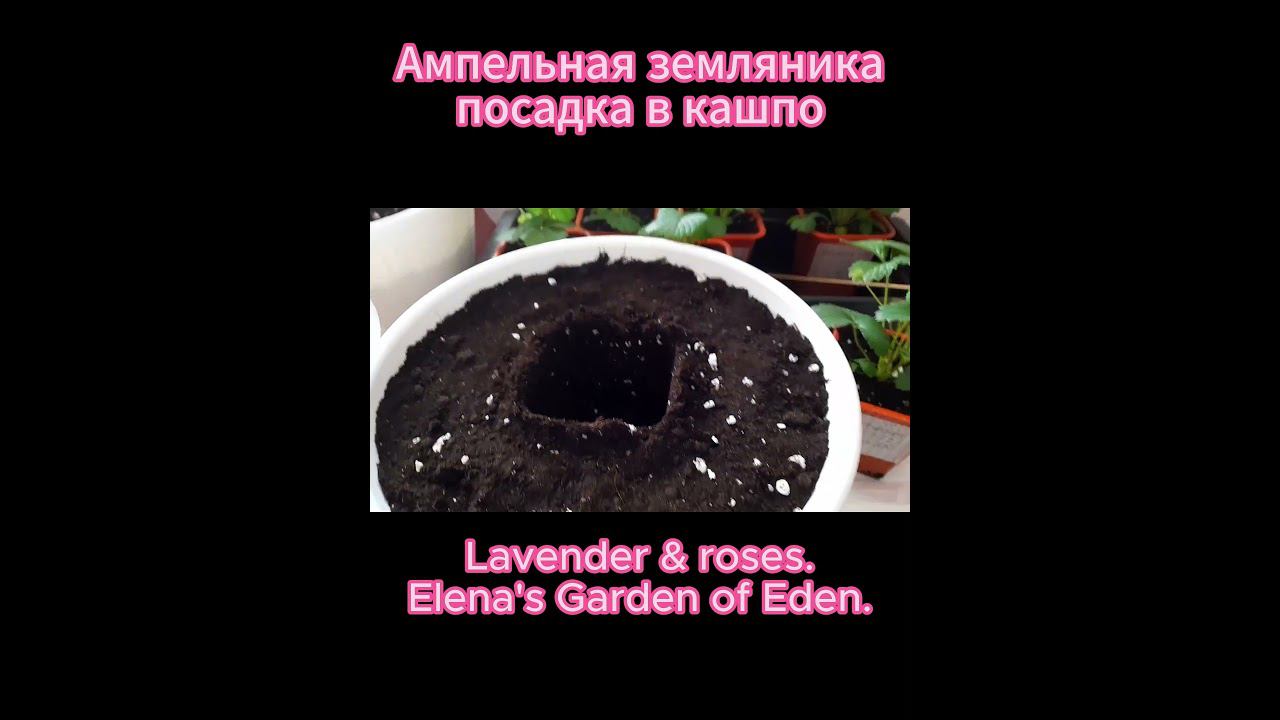 Ампельная земляника. Посадка в кашпо