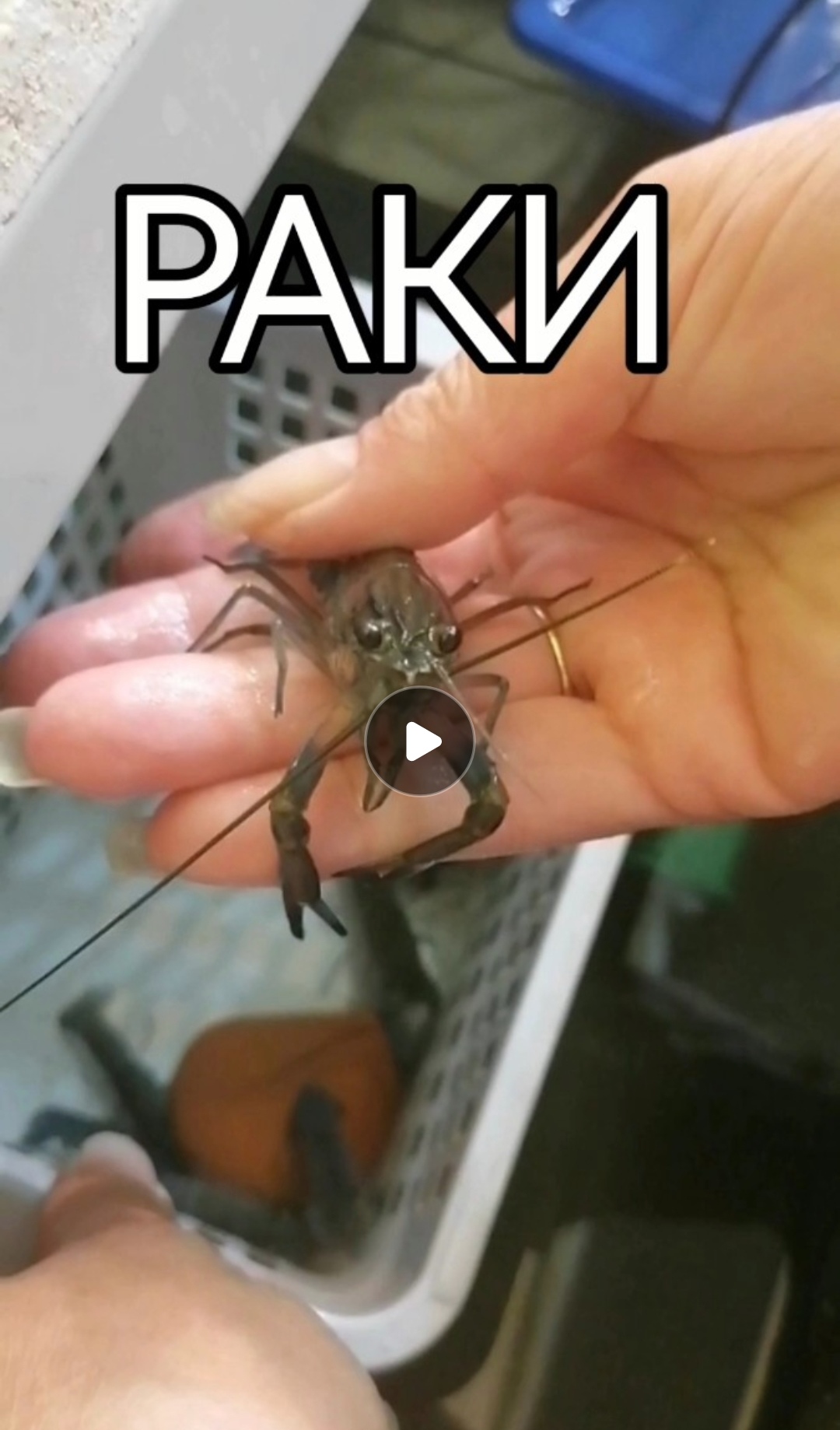 Австралийский Красноклешневый РАК