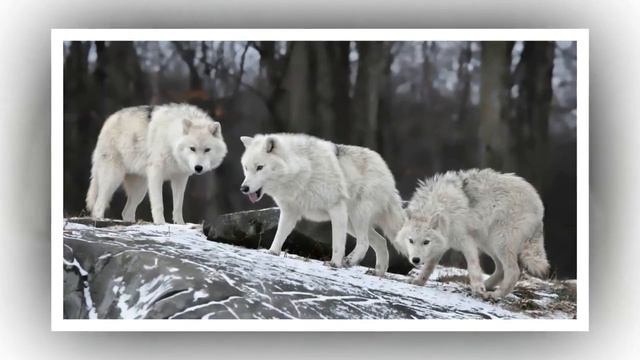 волки 2015 года