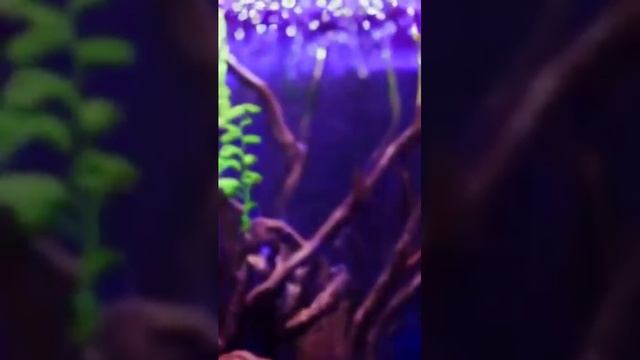 Анимация с помощью #Kandinsky. #нейросети #анимация