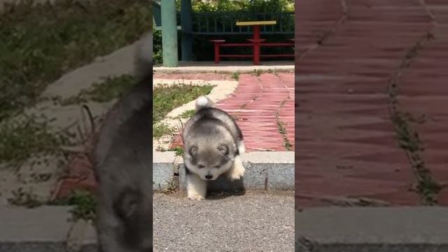 Спуск сладкого пряника