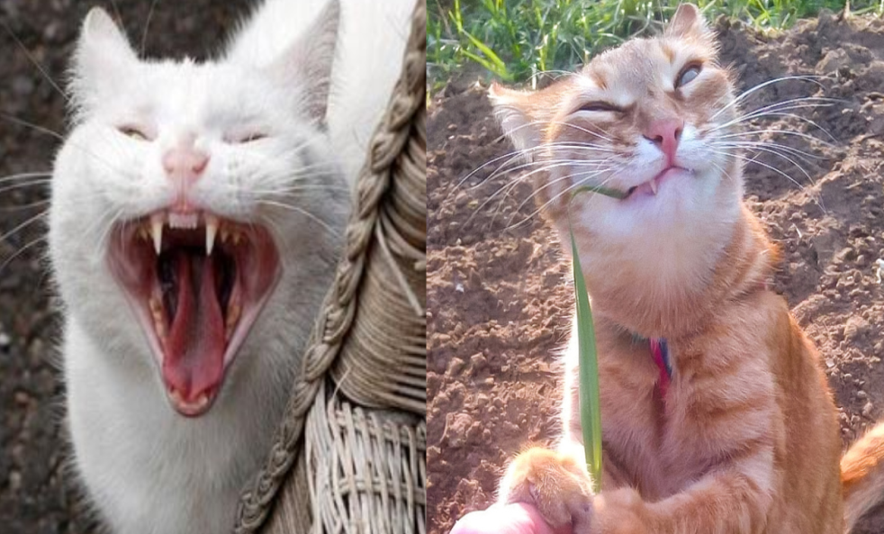 Нескучные собаки. непредсказуемые коты. Смешное видео.