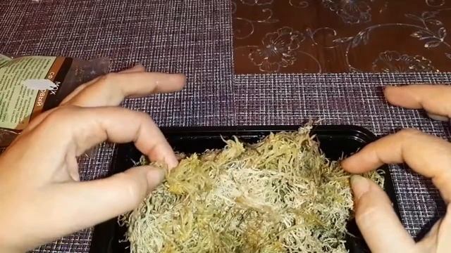 Возможно ли вырастить мох сфагнум дома!