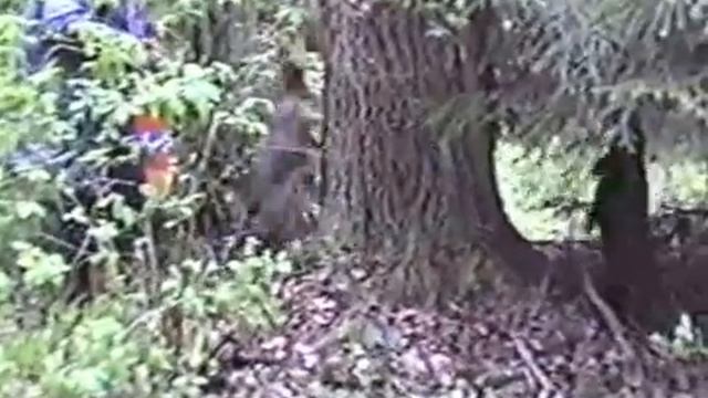 Взлетающие таксы Flying dachshunds