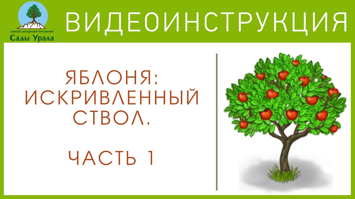 Яблоня: искривленный ствол. Часть 1