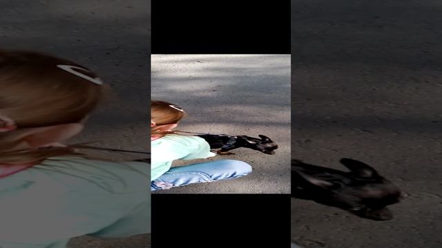 Собака не хочет бегать сама, просится на руки