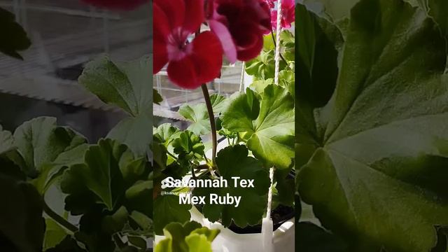 Пеларгония Savannah Tex Mex Ruby.