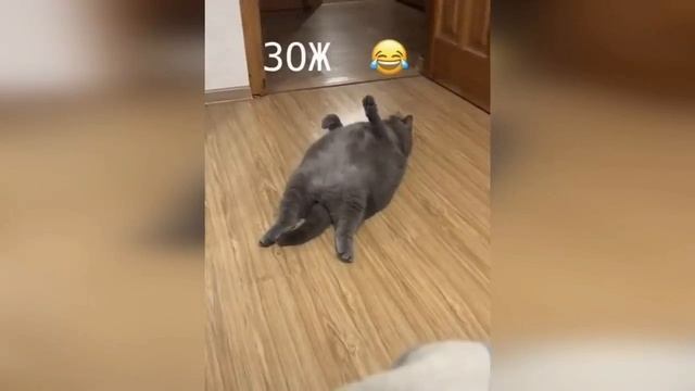 Веселые Котики