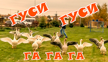 Гуси гуси га га га.? Как мы гусей кормили.  Ярославль. Некрасовская дача.