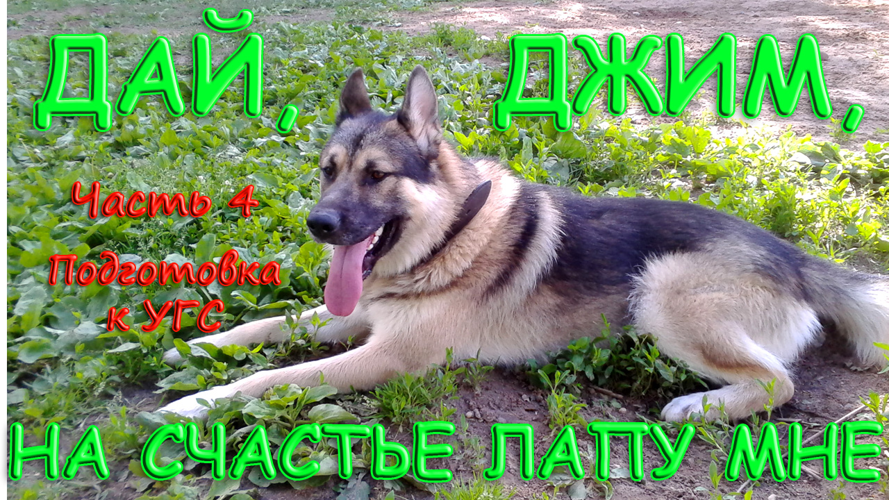Дай, Джим, на счастье лапу мне. Часть 4: Подготовка к УГС / Кинология / Зоопсихология