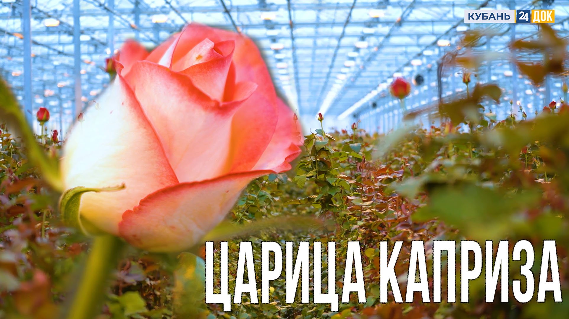 В Мостовском районе выращивают самые вредные по характеру цветы