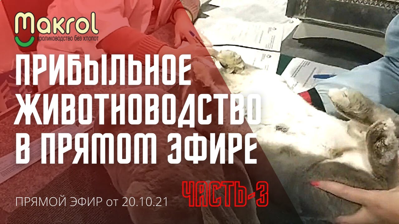 ?Конкурс кроликов и встреча кролиководов в ПРЯМОМ эфире Макляк Макрол ЧАСТЬ-3.