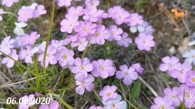 Сибэккилэр.
Тоҥноох дойду иэнигэр
Толлубакка тыллаллар.