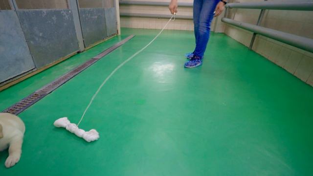 Щенок ВИК проходит первое в своей жизни тестирование