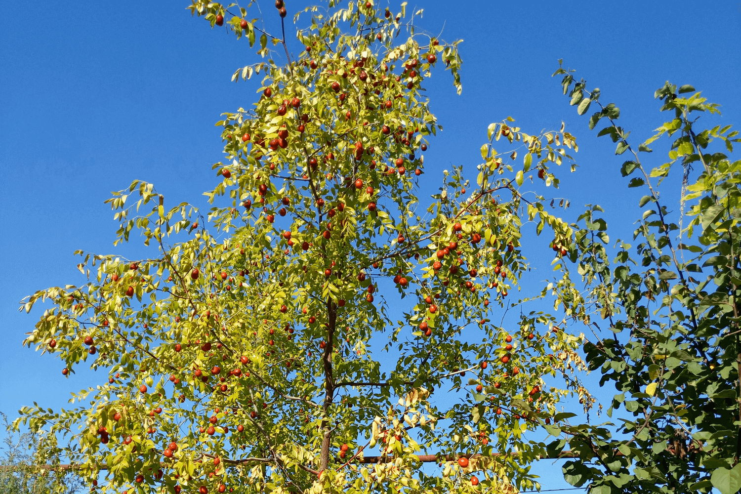 Зизифус, Унаби, Северный финик осенью (Ziziphus jujuba)