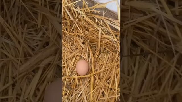 Деревенское утро