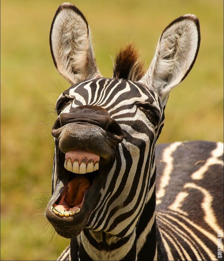 ПРИКОЛЫ С ТИКТОКА