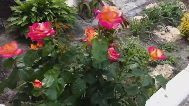 ОБЗОР ОГОРОДА и ТЕПЛИЦЫ на 20 ИЮНЯ 2021г.