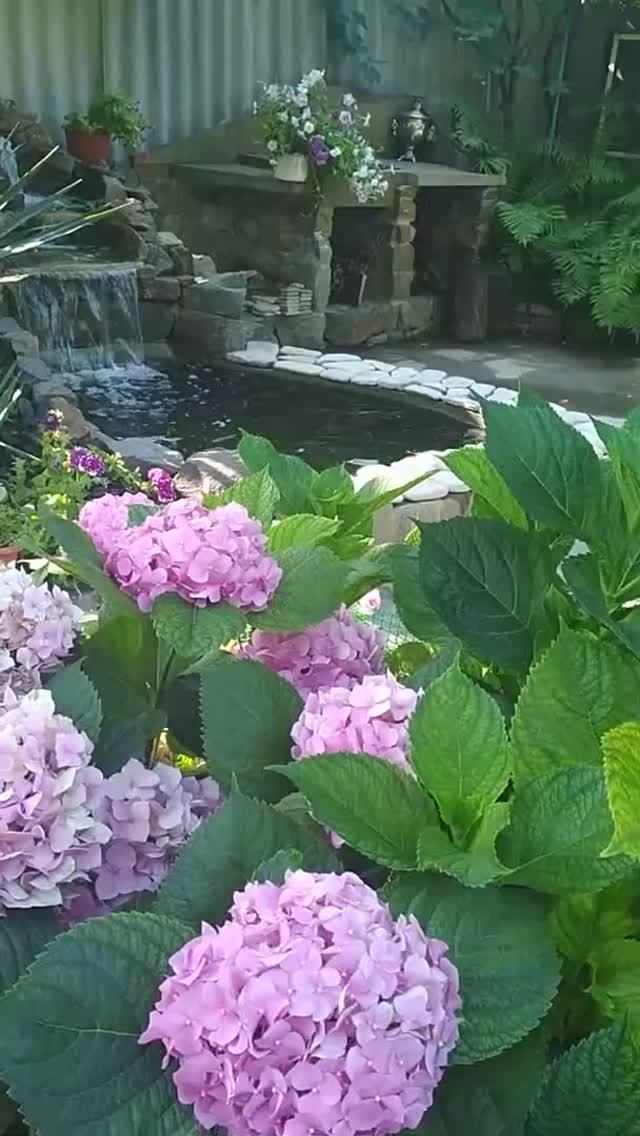 Гортензия и домашний водопад в июле