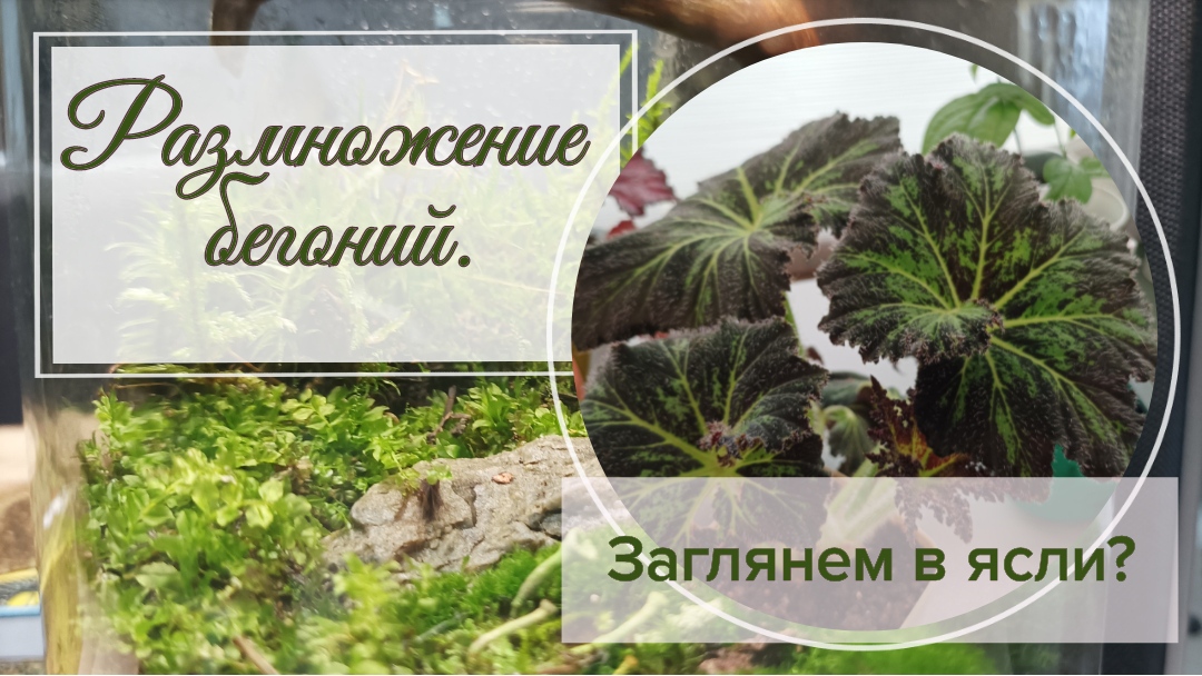 Размножение бегоний. Заглянем в ясли? Результаты.