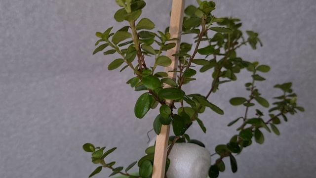 Мирт Мирсина 4