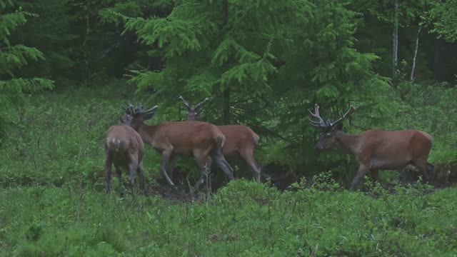 Третья съёмочная экспедиция проекта "В поисках богатства"