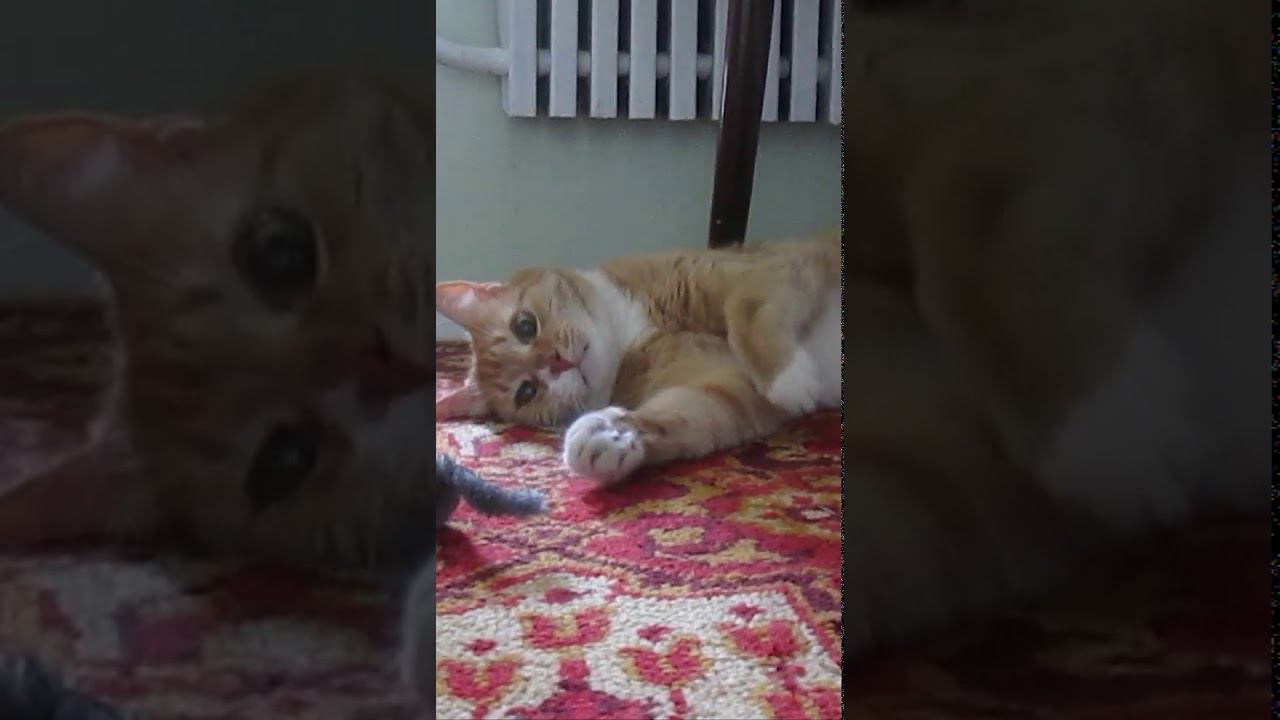 Рыжик - игры с шариками и с мышкой