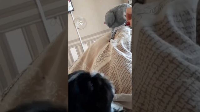 Жако играет с кошкой