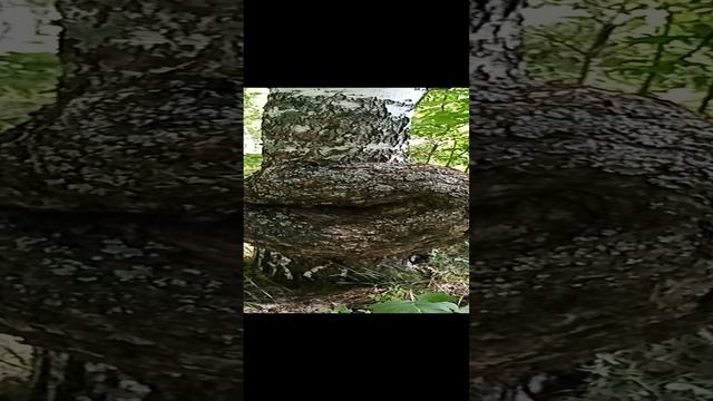 НЕОБЫЧНЫЙ НАРОСТ НА БЕРЕЗЕ