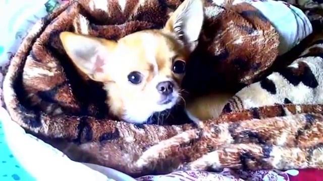 Моя любимая собачка мини чихуахуа не хочет просыпаться ❤ My favorite dog does not want to wake up