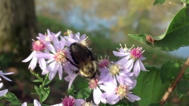 Меркурий в Близнецах