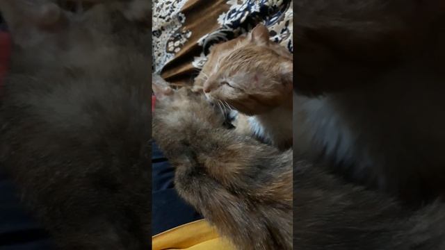 Рыжик ухаживает за Люсенькой.