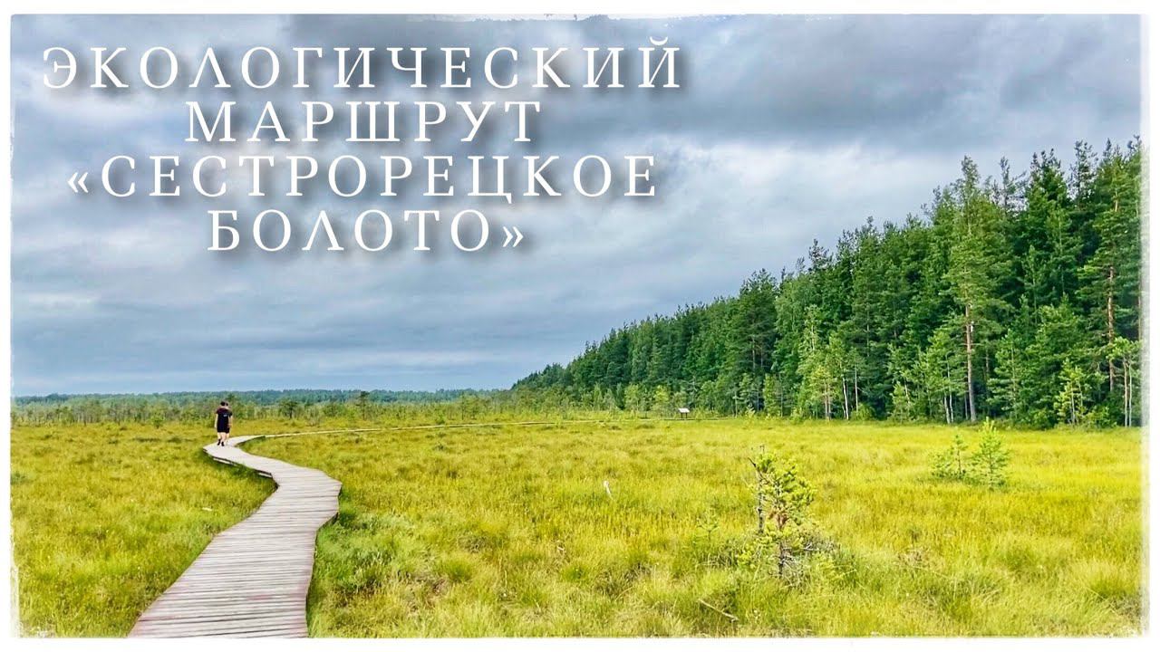 Экологический маршрут «Сестрорецкое болото»